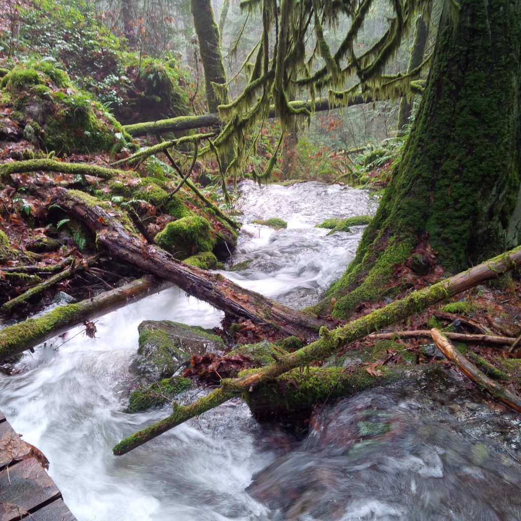 Goldstream Park - Auslandssemester Kanada